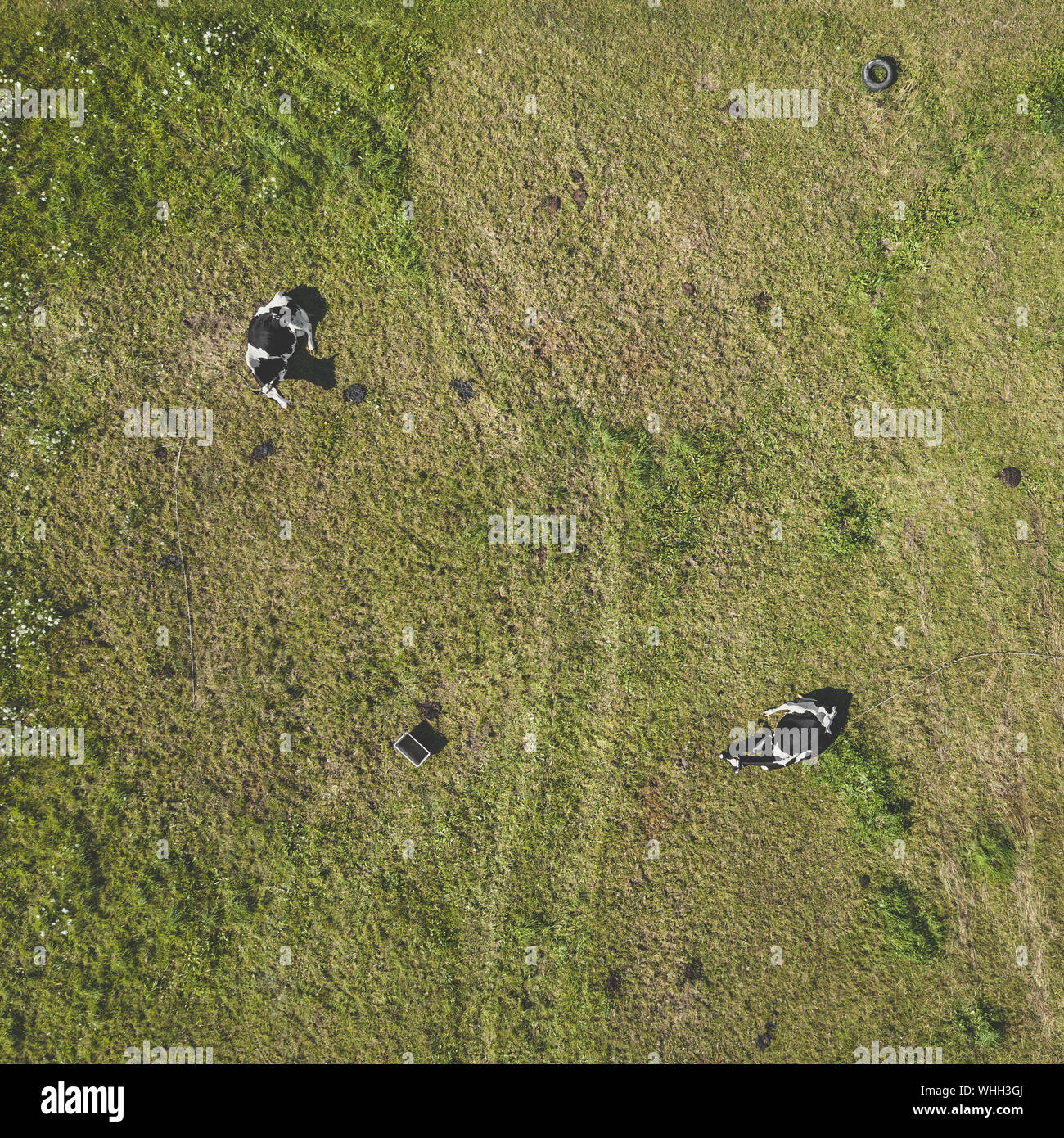 Two lying cows hi-res stock photography and images - Alamy