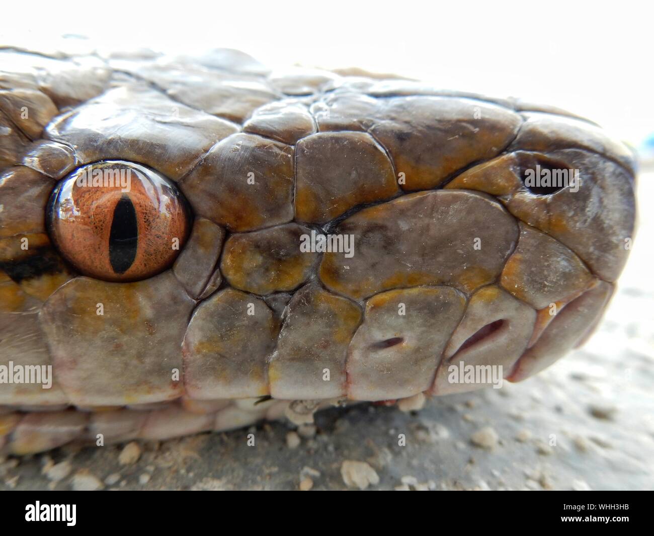 Close up snake head hi-res stock photography and images - Alamy