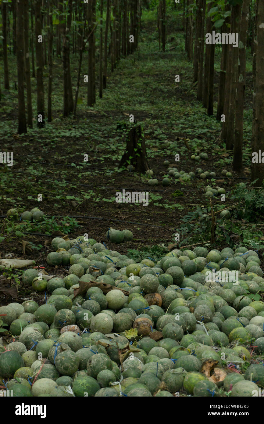 Fruits Field High Resolution Stock Photography and Images - Alamy