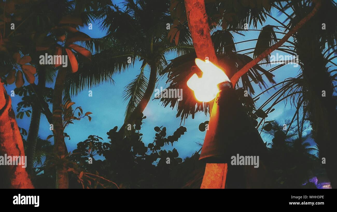 Tiki torch hi-res stock photography and images - Alamy