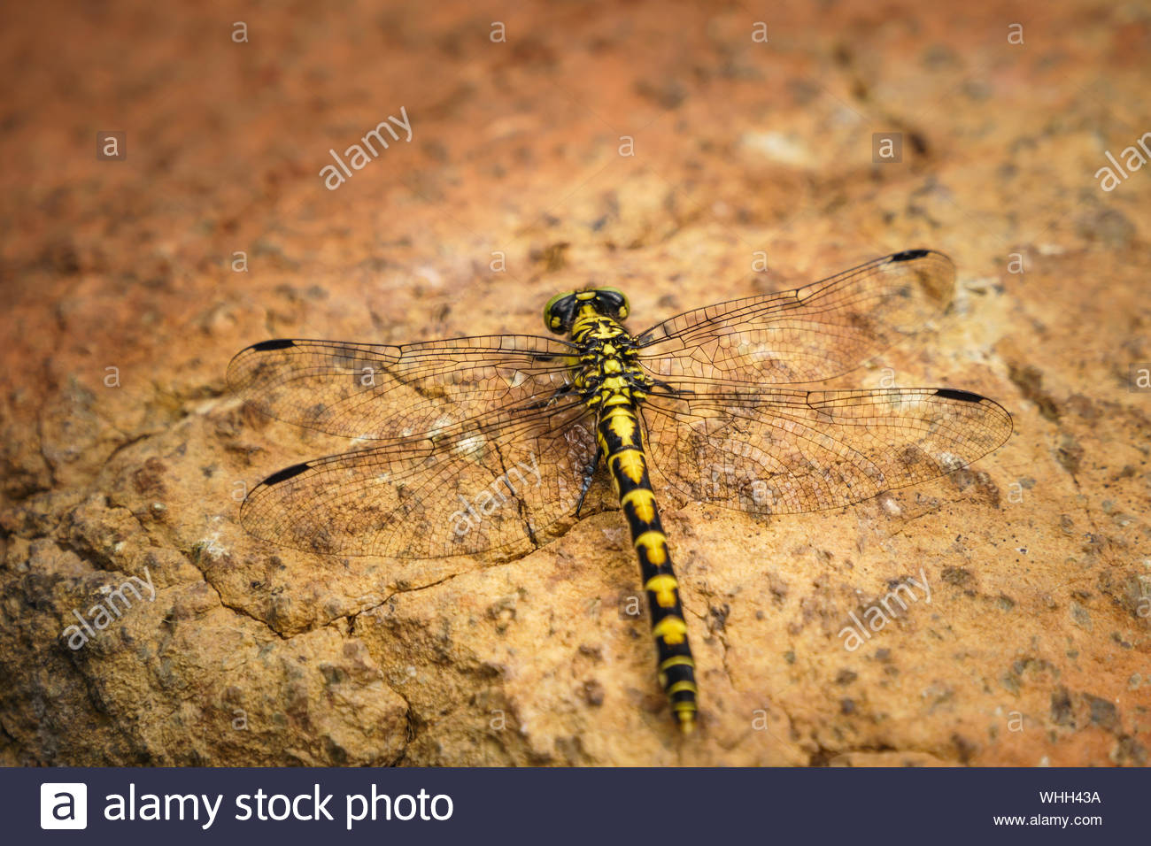 Black Yellow Dragonfly High Resolution Stock Photography and Images - Alamy