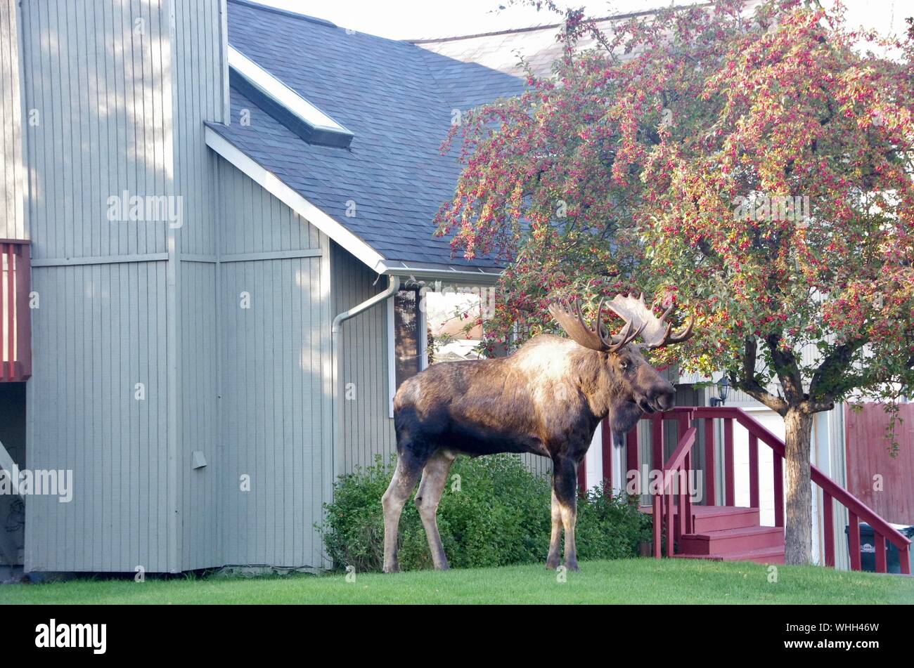 Moose Building High Resolution Stock Photography and Images - Alamy