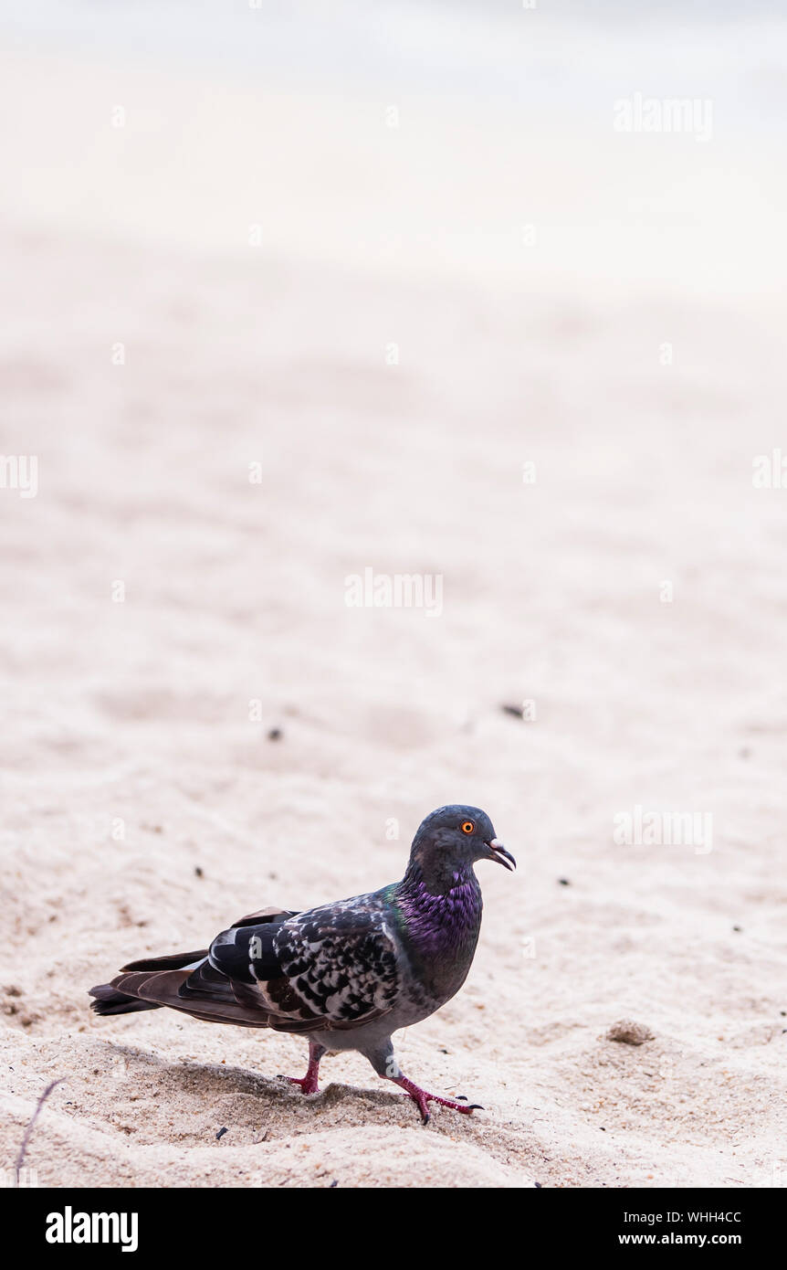 Pigeons on sand hi-res stock photography and images - Alamy