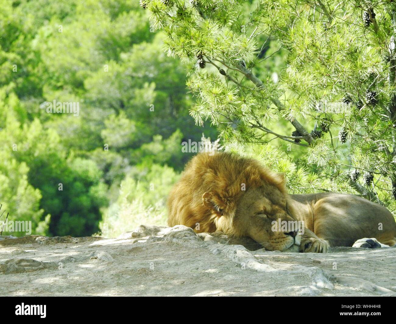Lion sleeping tree hi-res stock photography and images - Alamy