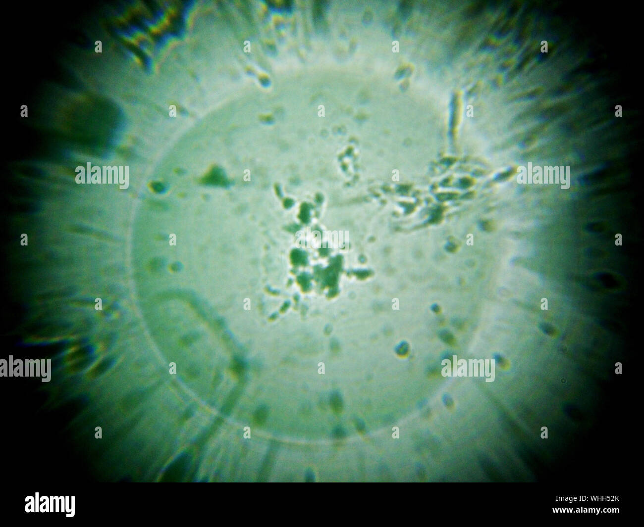 Microscope cells hi-res stock photography and images - Alamy