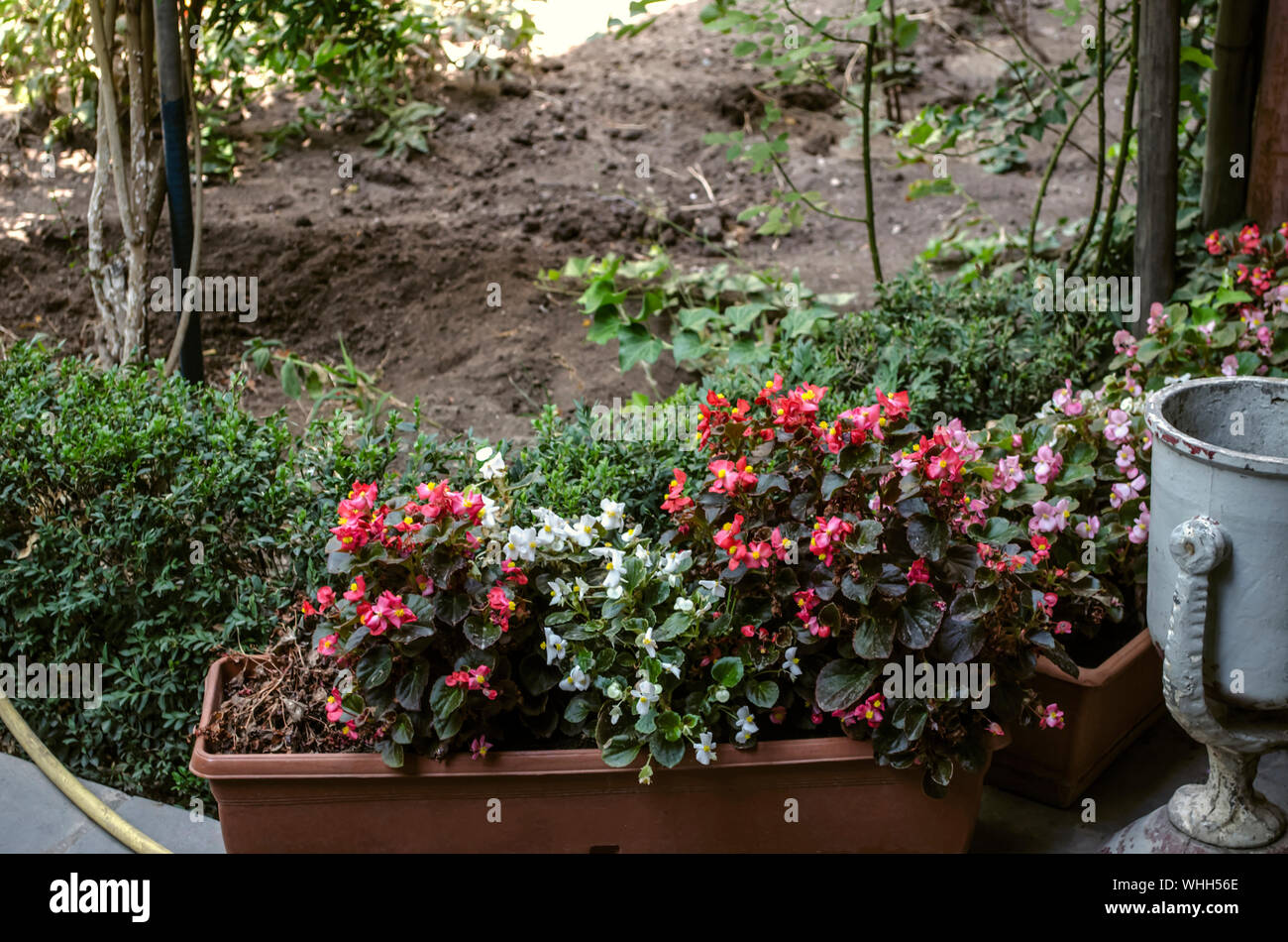 Begonias landscape hi-res stock photography and images - Alamy