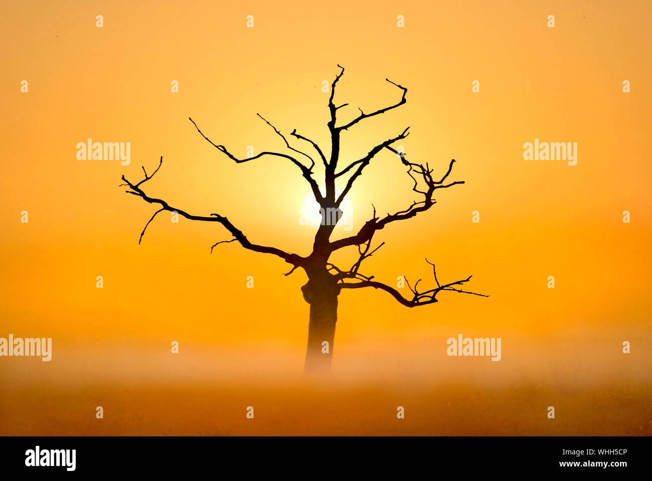 Lone Tree at Sunrise Stock Photo - Alamy