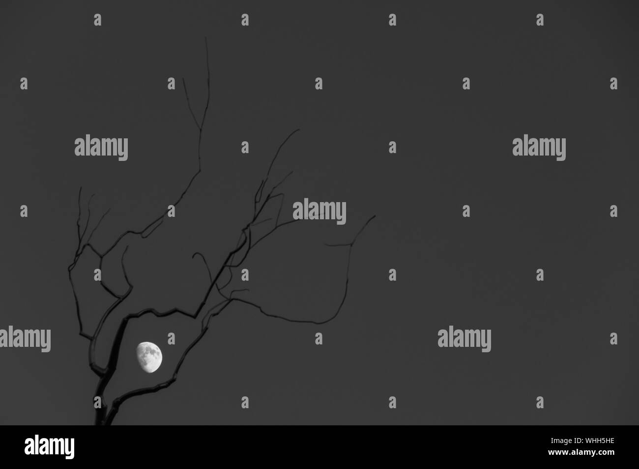 Dead tree moon hi-res stock photography and images - Alamy