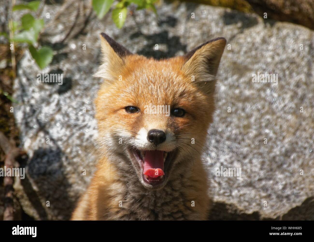 Red Fox On Rock High Resolution Stock Photography and Images - Alamy