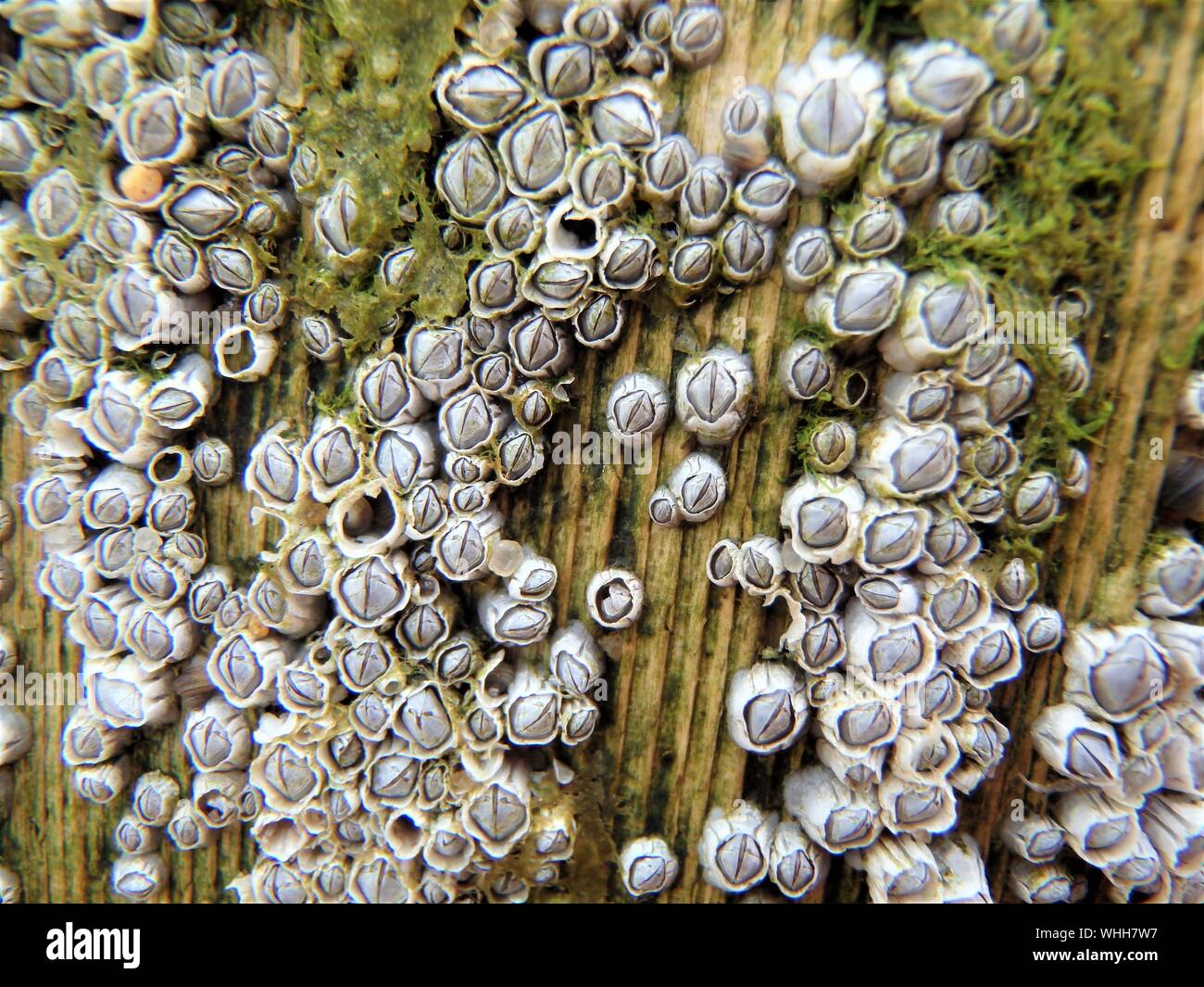 Large barnacles hi-res stock photography and images - Alamy