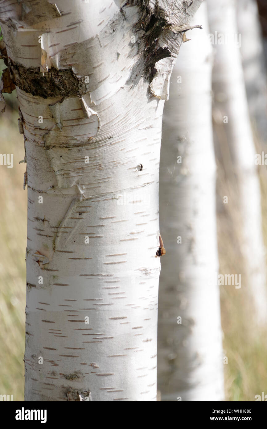 Himalayan birch trees bark hi-res stock photography and images - Alamy