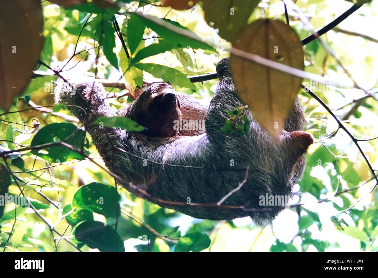 Sloth hanging on branch hi-res stock photography and images - Alamy