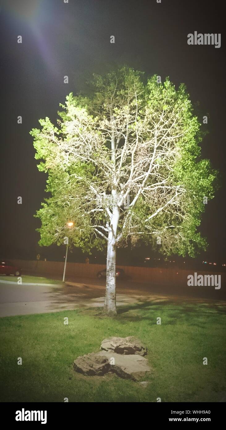 Street Light Falling On Tree Stock Photo - Alamy