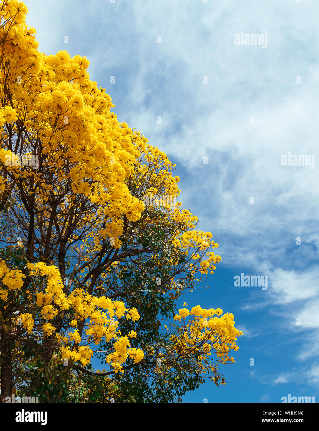 Cerrado Tree High Resolution Stock Photography and Images - Alamy