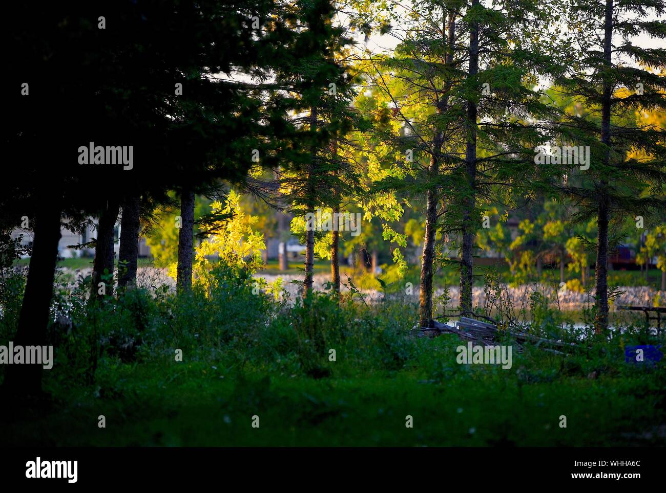 Sunset in the Woods at Netley Creek Stock Photo - Alamy