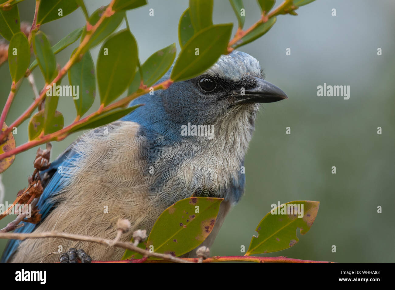 Florida Scrub Jay Stock Photo - Alamy