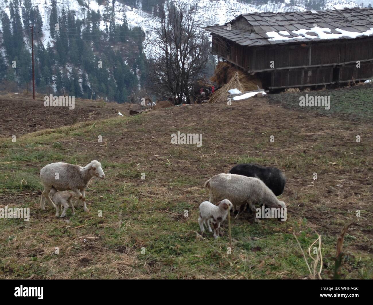 Five lambs hi-res stock photography and images - Alamy