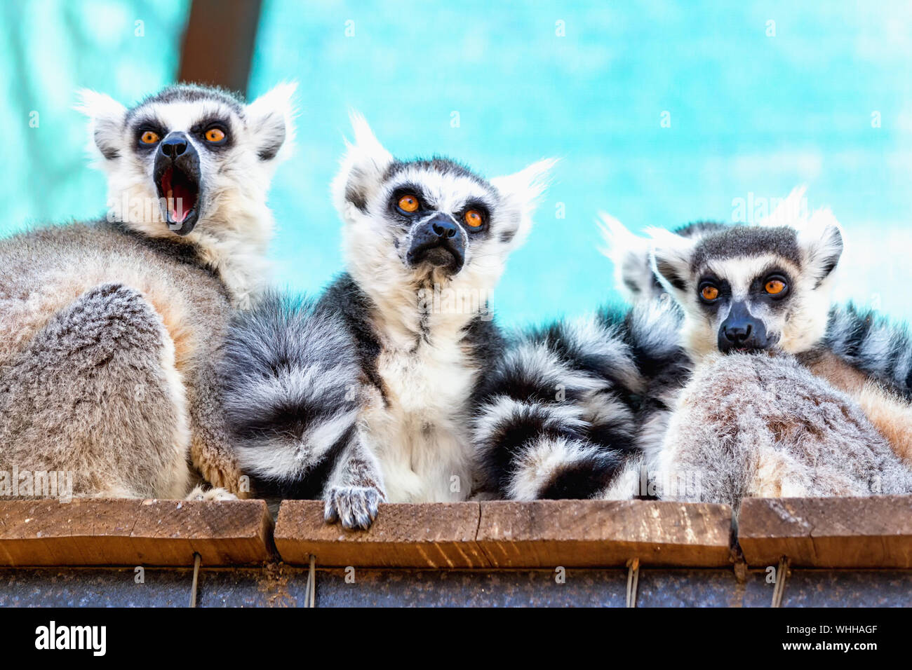 Ring tailed lemur mouth open hi-res stock photography and images - Alamy