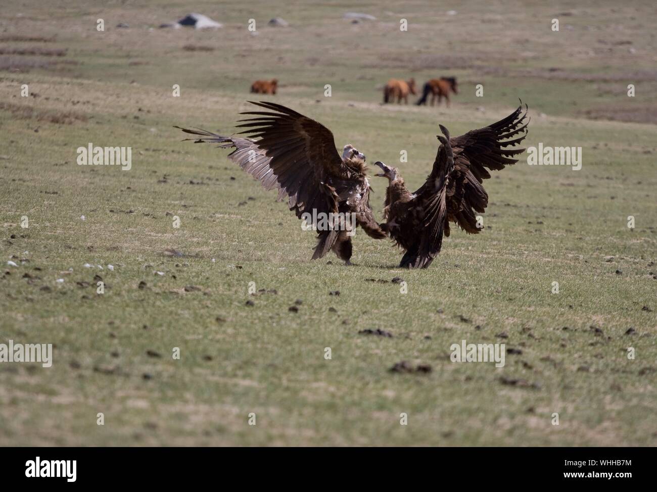 Vultures Fighting High Resolution Stock Photography and Images - Alamy