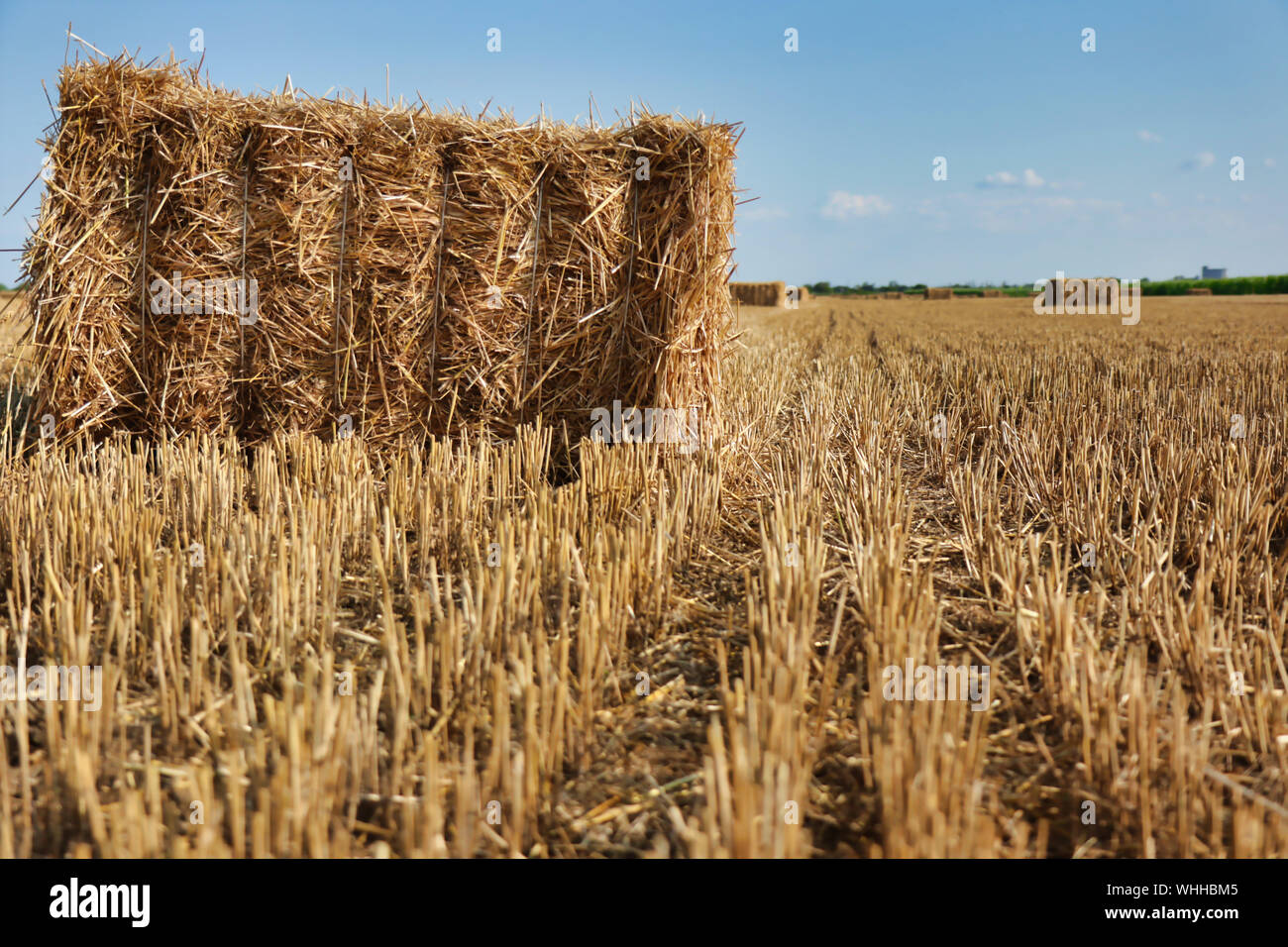 Straw bales in a stubble field after harvest, rural landscape Stock ...
