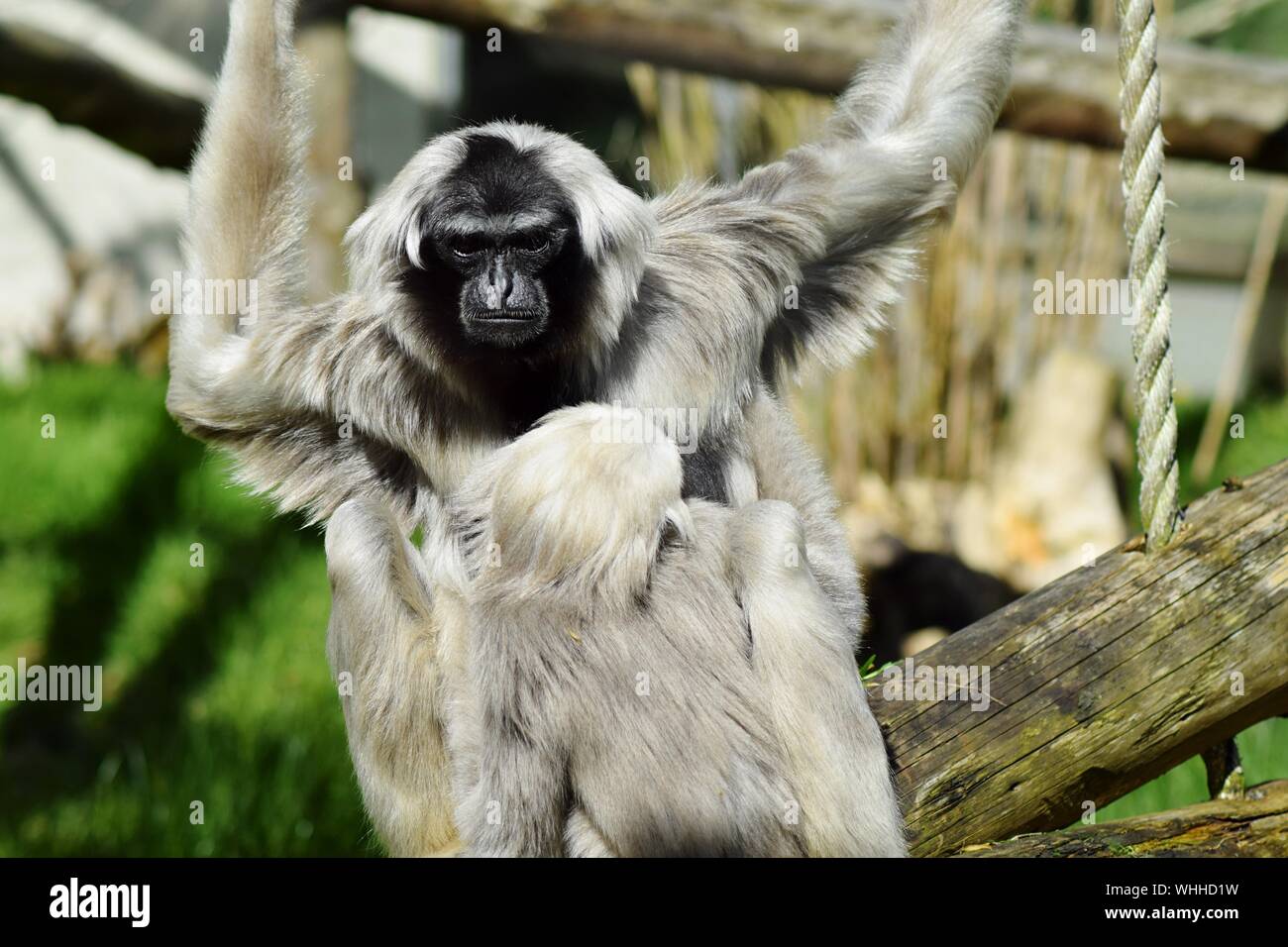 Female monkey hi-res stock photography and images - Alamy