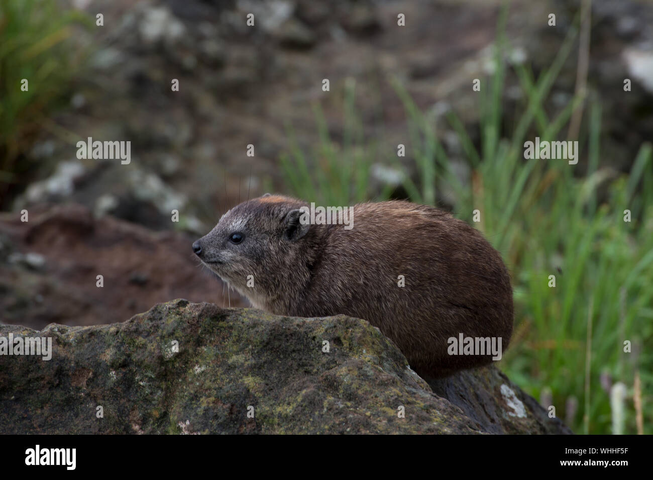 Rock Hyraxes, Procavia capensis, Procavidae, Nakuru Lake National Park ...