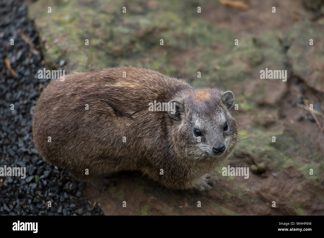 Rock Hyraxes, Procavia capensis, Procavidae, Nakuru Lake National Park ...
