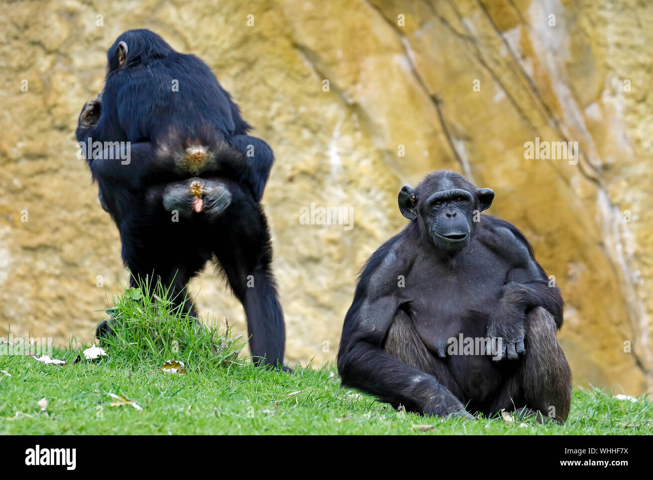 Gorilla rear view hi-res stock photography and images - Alamy