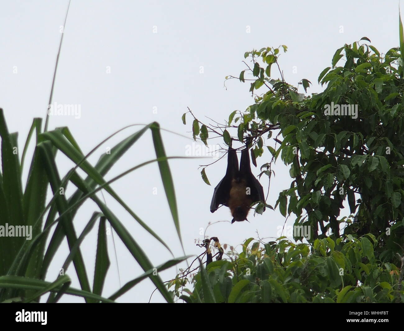 Bat hanging on tree hi-res stock photography and images - Alamy