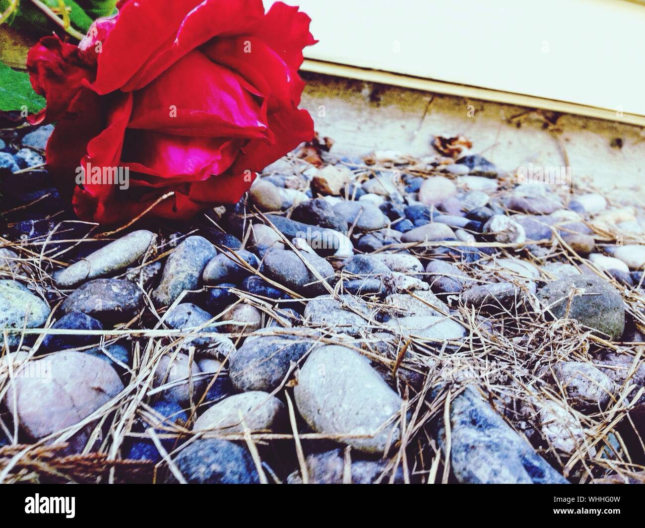 Red Pebble High Resolution Stock Photography and Images - Alamy