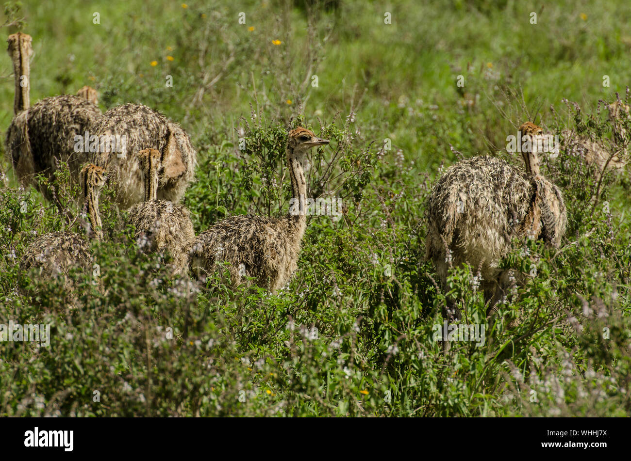 Struthionidae hi-res stock photography and images - Alamy