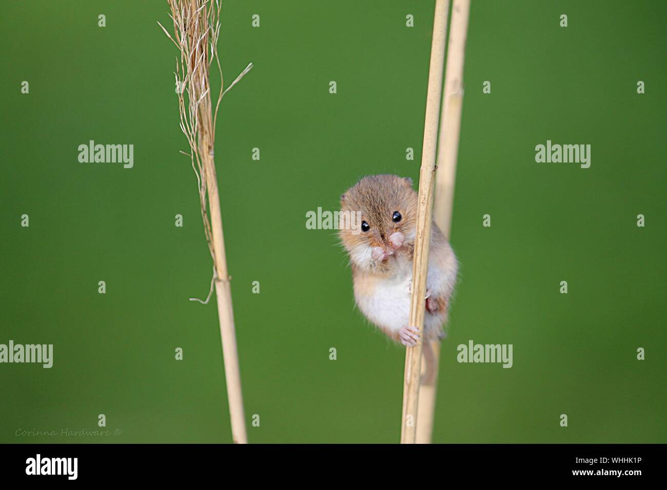 Plant mouse hi-res stock photography and images - Alamy