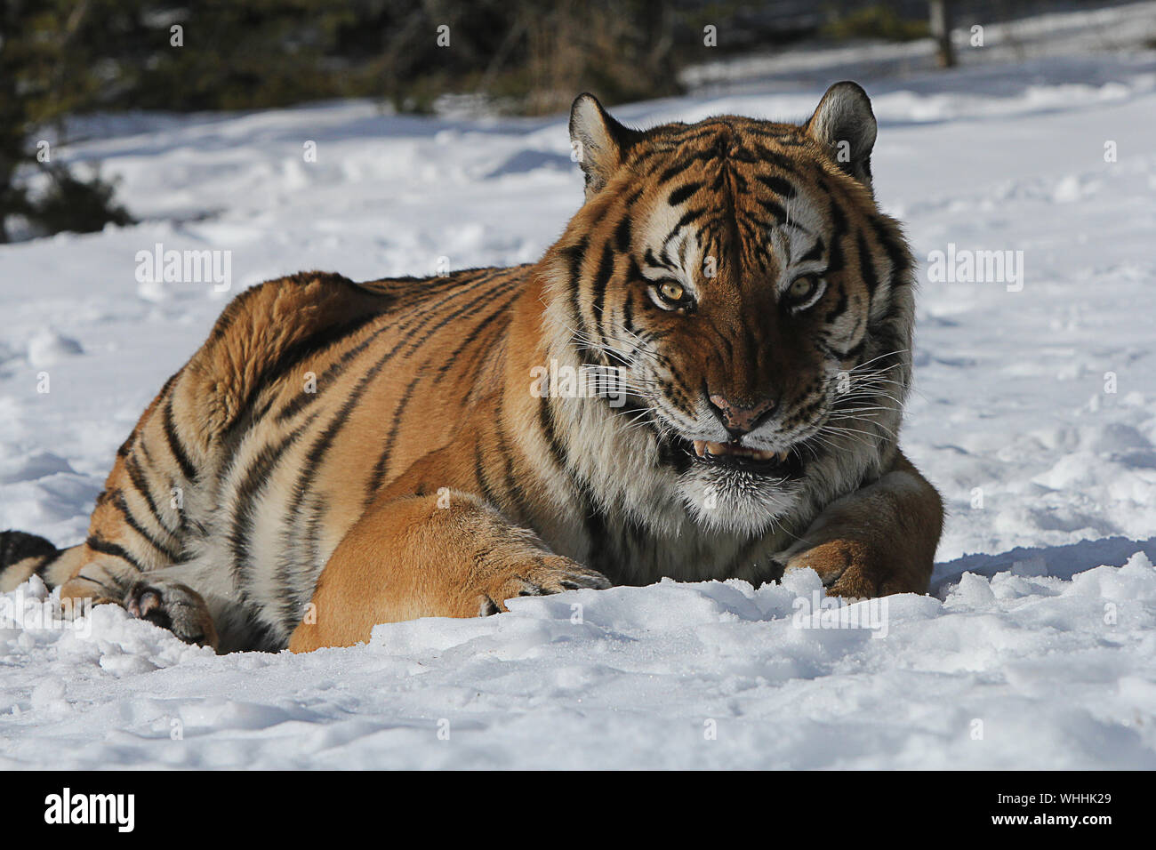 White tiger snow hi-res stock photography and images - Alamy