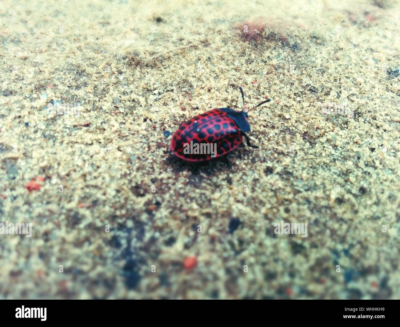 Ladybug antenna hi-res stock photography and images - Alamy