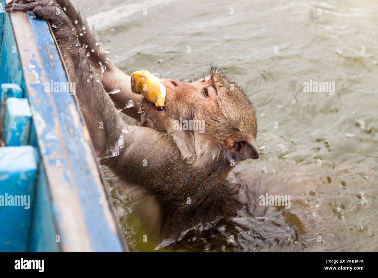 Monkey Vessel High Resolution Stock Photography and Images - Alamy