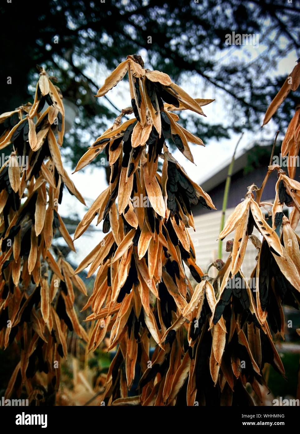 Hanging seeds hi-res stock photography and images - Alamy