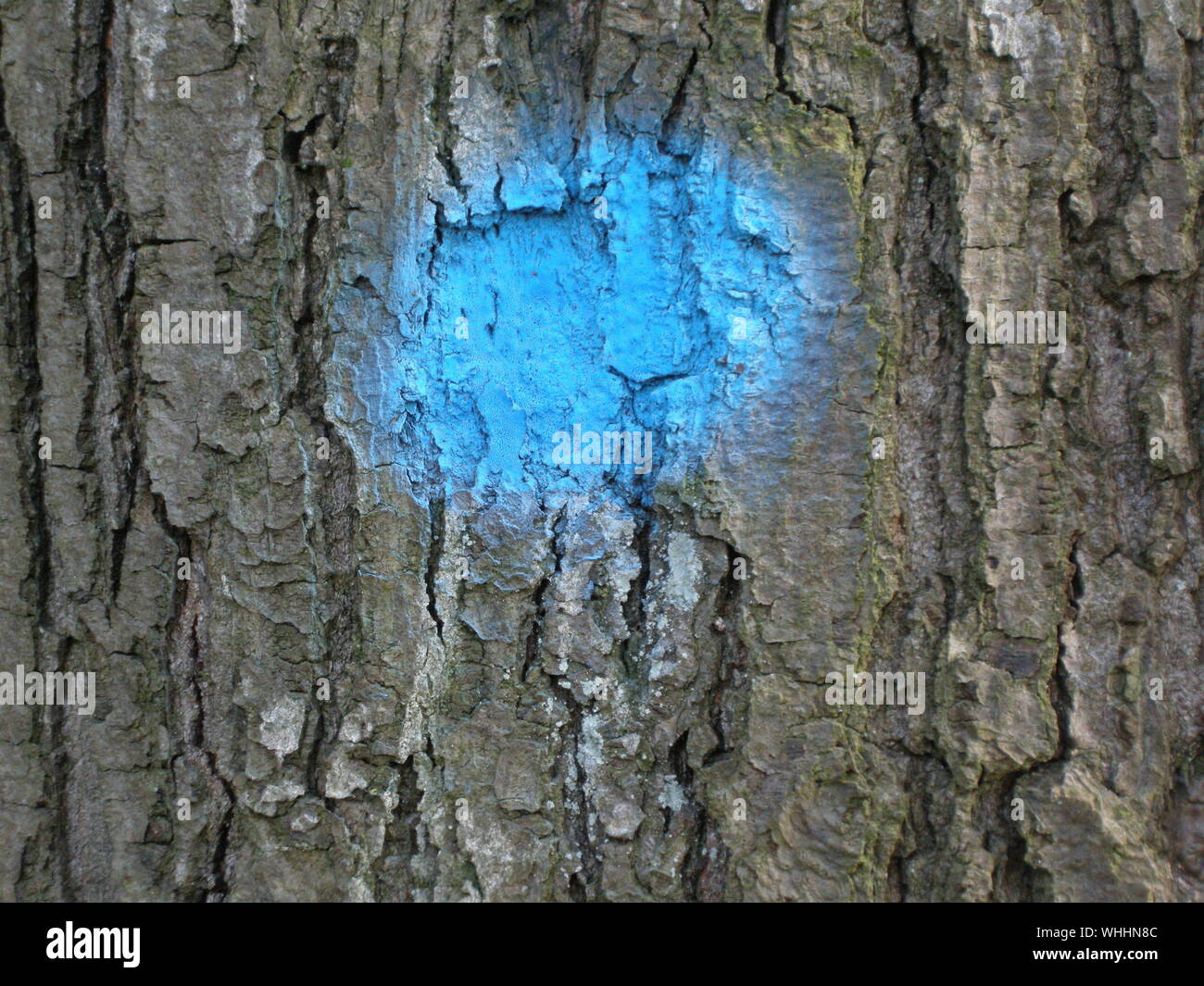 Blue tree trunk hi-res stock photography and images - Alamy