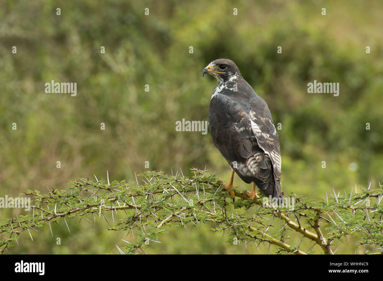 Jaktal Buzzard, Buteo rufofuscus, Accipitridae, Nakuru Lake National ...