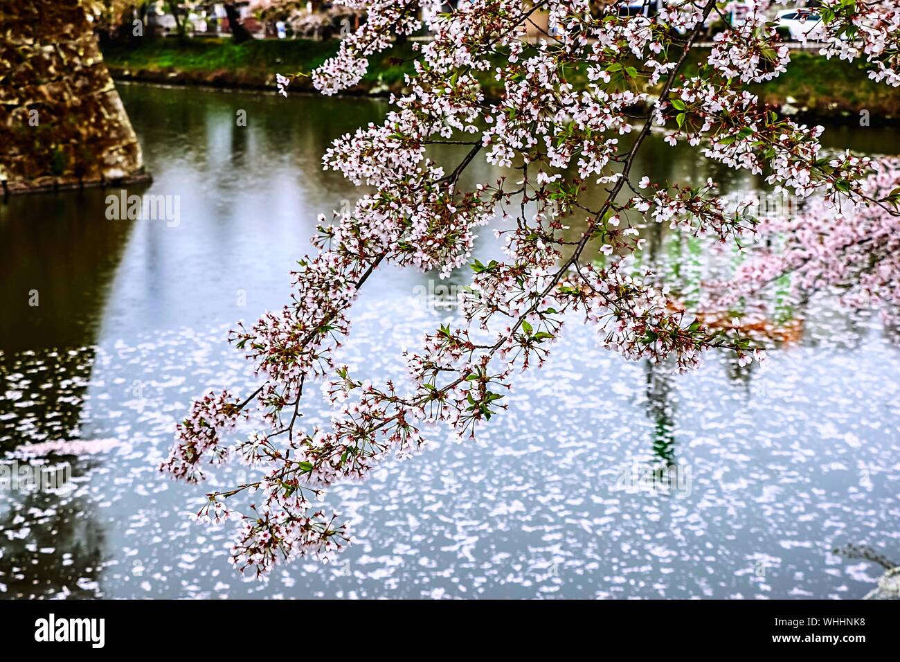 Cherry blossom tree on river hi-res stock photography and images - Alamy