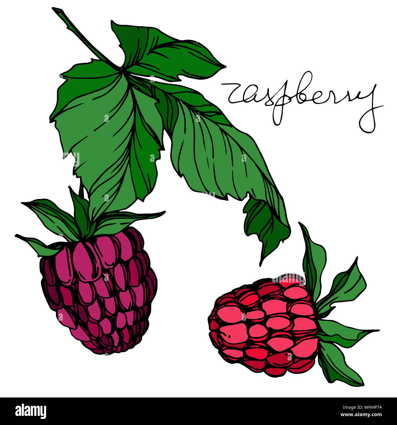 Vector Raspberry healthy food fresh berry isolated element. Black and ...