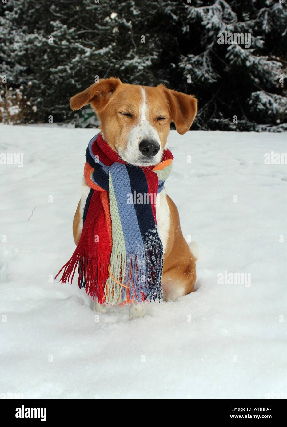 Scarf on dog hi-res stock photography and images - Alamy