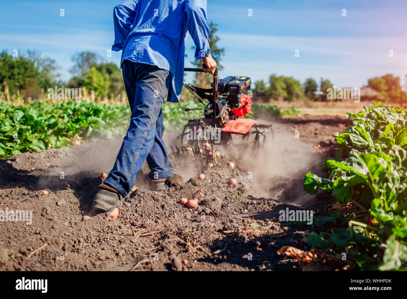 Farmer driving small tractor for soil cultivation and potato digging ...