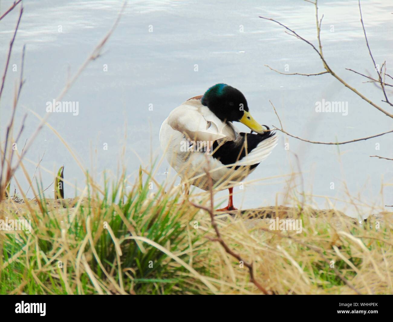 Rear view duck hi-res stock photography and images - Alamy