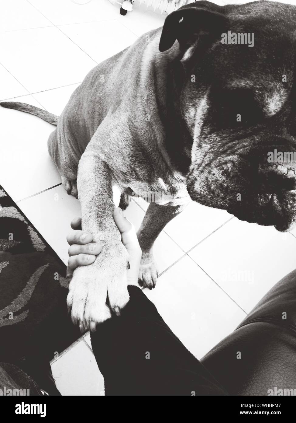 Dog shaking hands hi-res stock photography and images - Alamy