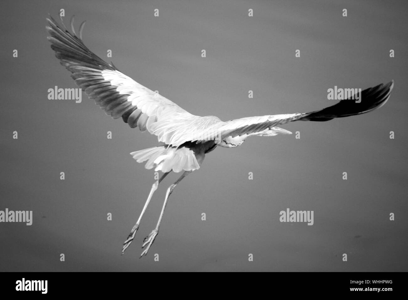 Wing rear view Black and White Stock Photos & Images - Alamy