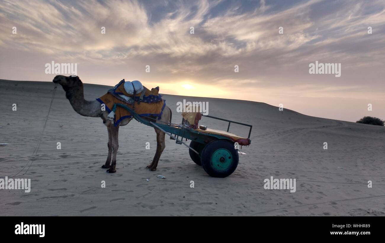 Camel Powered High Resolution Stock Photography and Images - Alamy