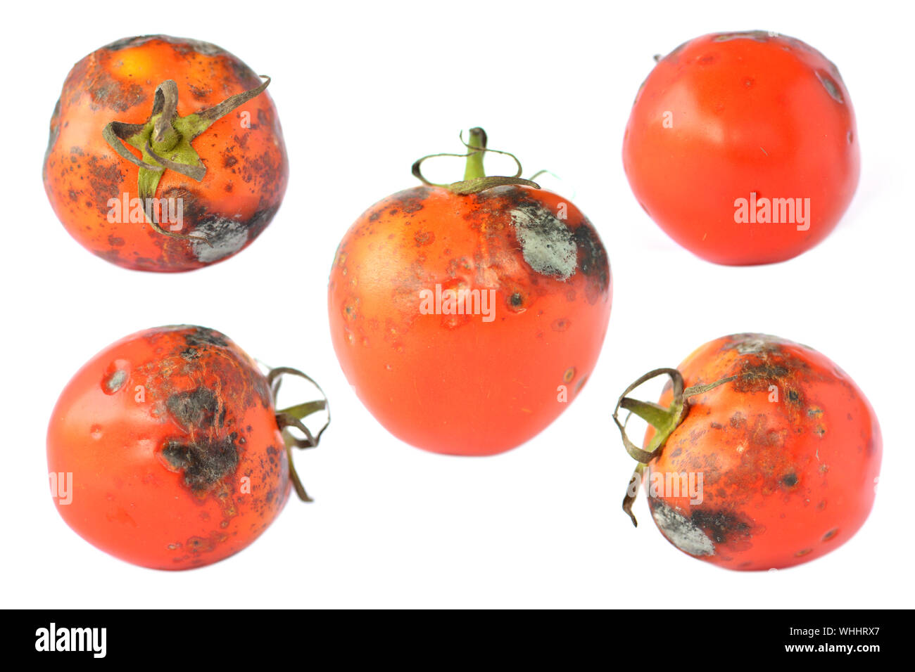 Rotten tomatoes hi-res stock photography and images - Alamy