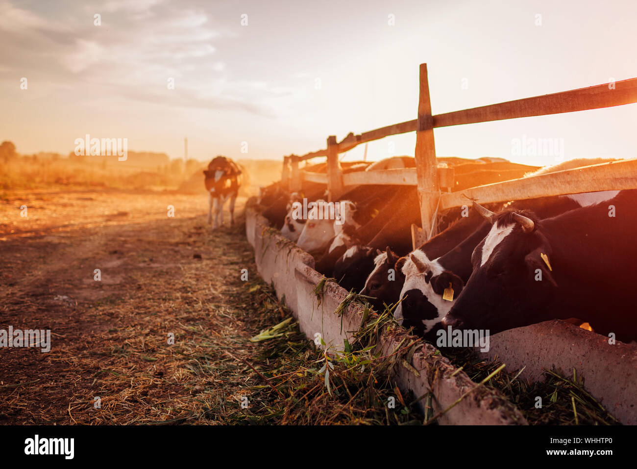 Cows grazing on farm yard at sunset. Cattle eating and walking outdoors ...