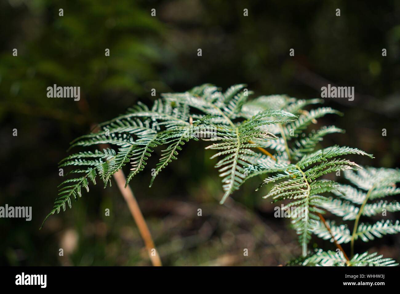 Tree fern branch hi-res stock photography and images - Alamy