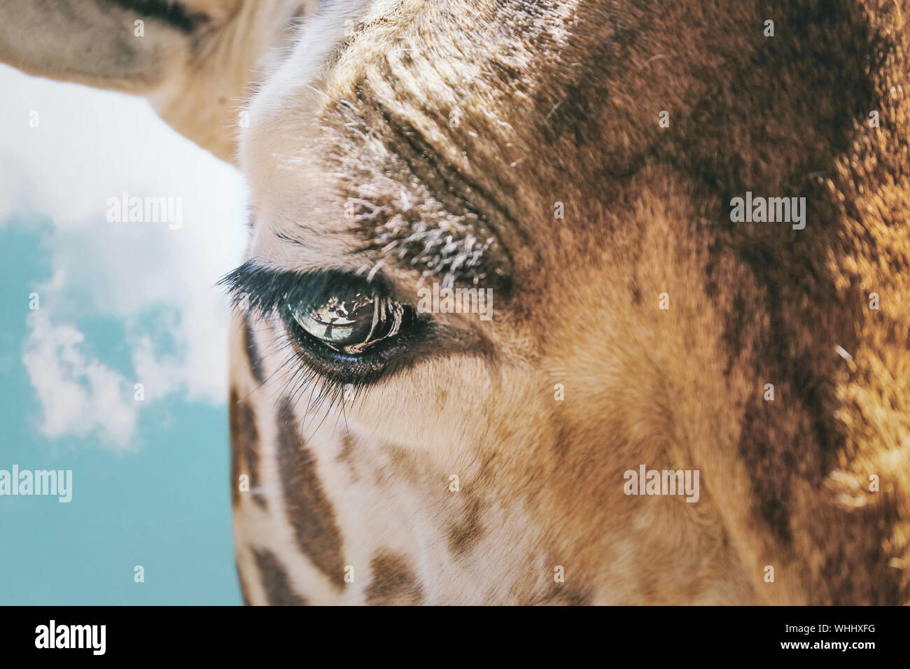 Giraffe eye hi-res stock photography and images - Alamy